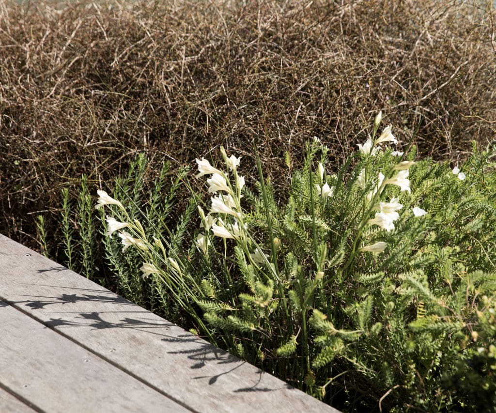 Here's how this coastal garden made the most of its oddly shaped location